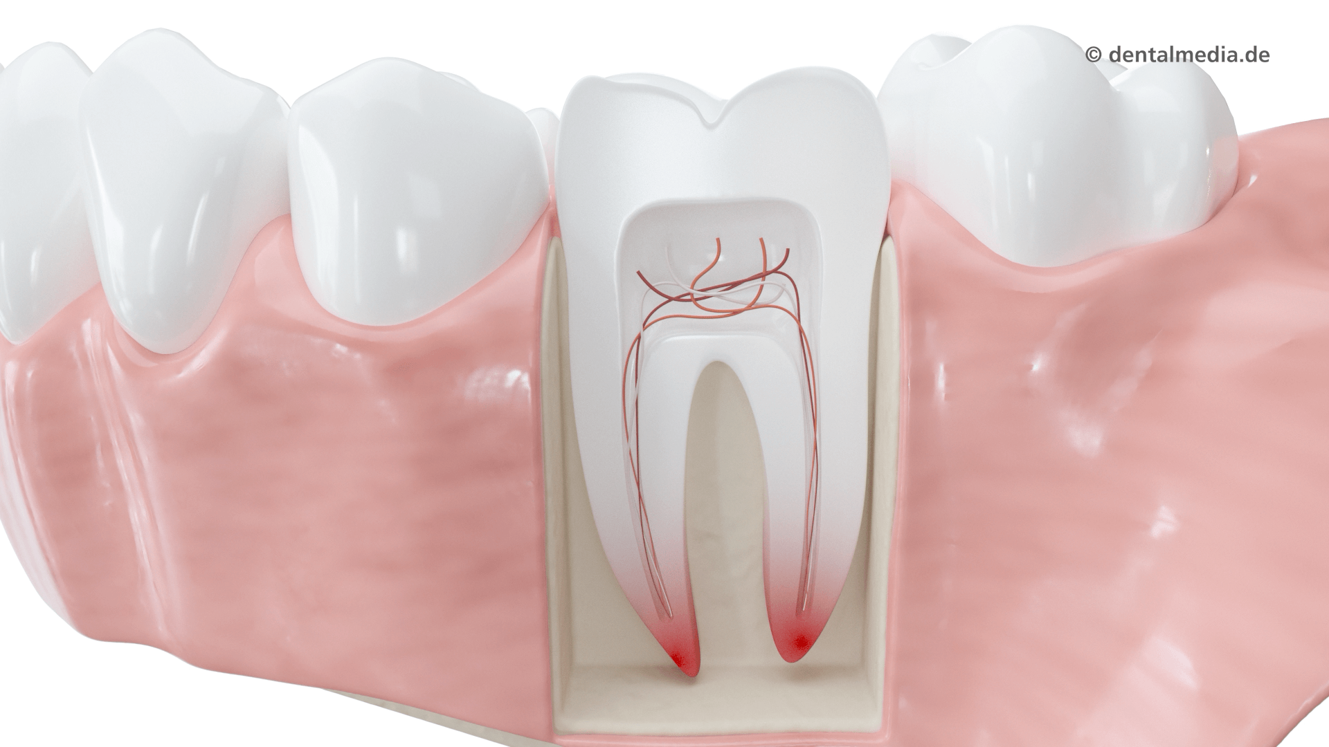 Endodontie - Humann Zahnärzte